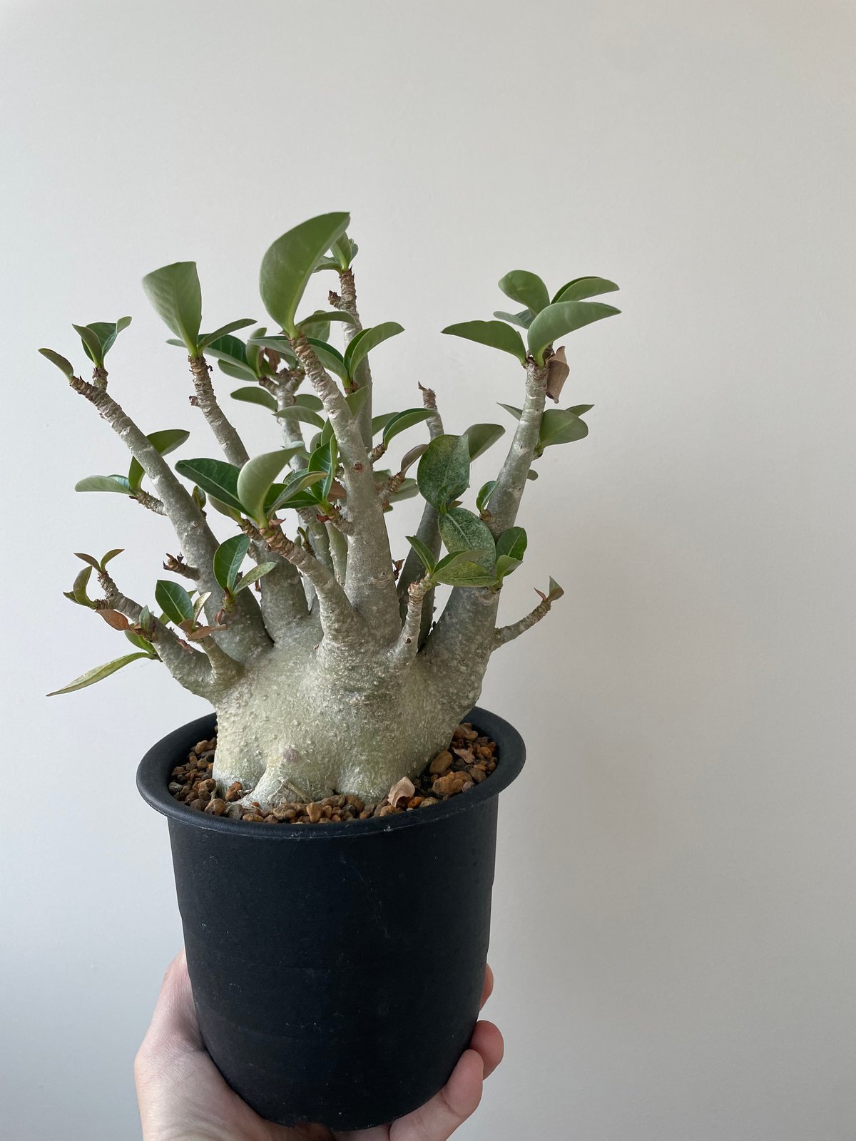 【新着】Adenium arabicum Super dwarf 4【特選の小型株】アデニウム...