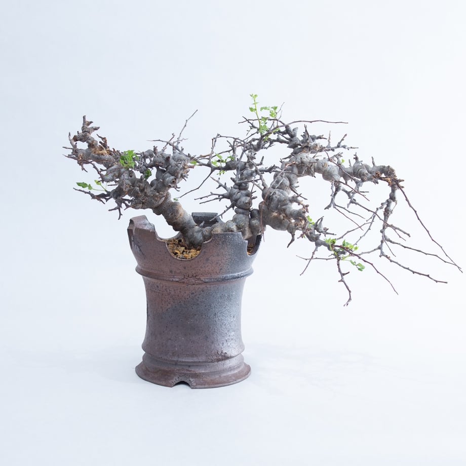 【新着】Commiphora Eyl【最高の灌木コーデックス】コミフォラ エイル | 青坊主-...