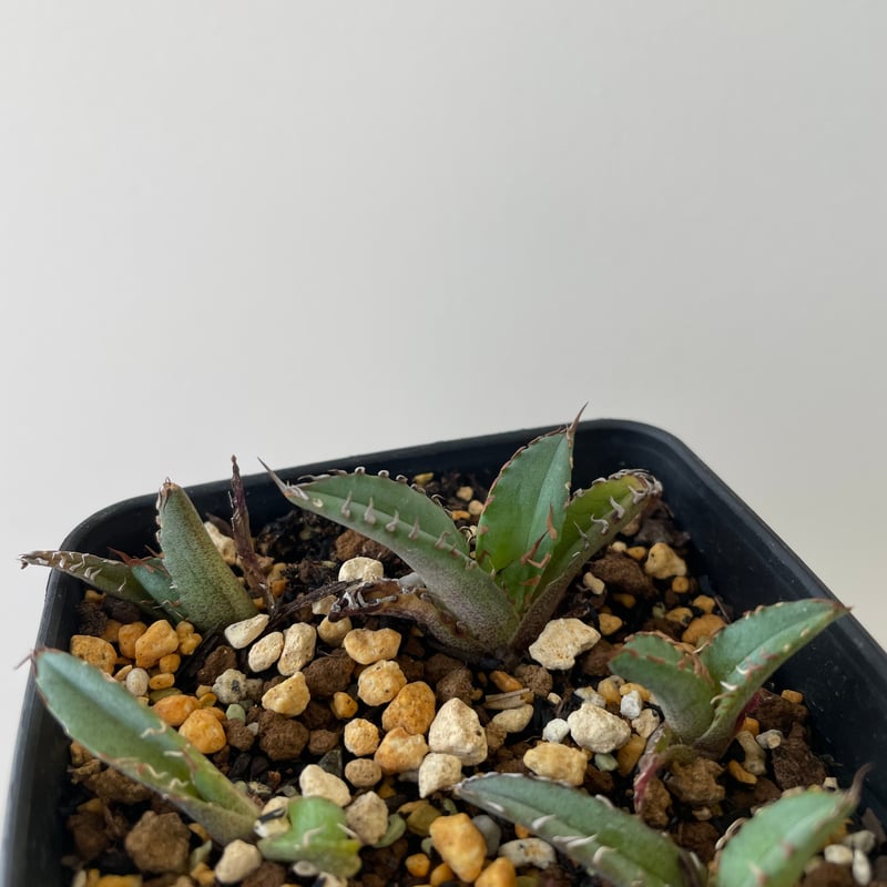 新着】Agave titanota 姫厳竜【台湾産のコンパクト子株・発根 新着】Agave titanota 姫厳竜【台湾産のコンパクト子株・発根