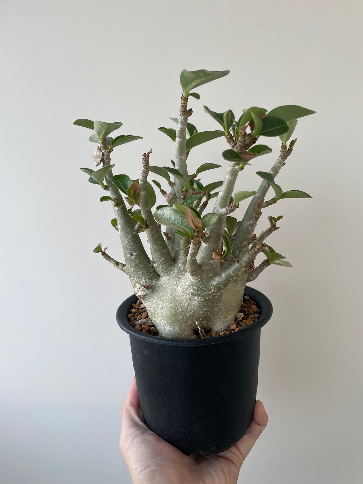 【新着】Adenium arabicum Super dwarf 4【特選の小型株】アデニウム...