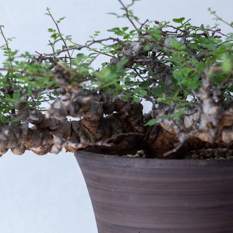 【特大】Commiphora Eyl【最高の灌木コーデックス】コミフォラ エイル | 青坊主-...