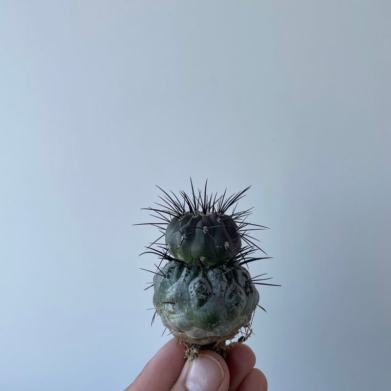 新着】Copiapoa cinerea v. dealbata【雰囲気抜群】 コピアポア 新着】Copiapoa cinerea v. dealbata【雰囲気抜群】 コピアポア