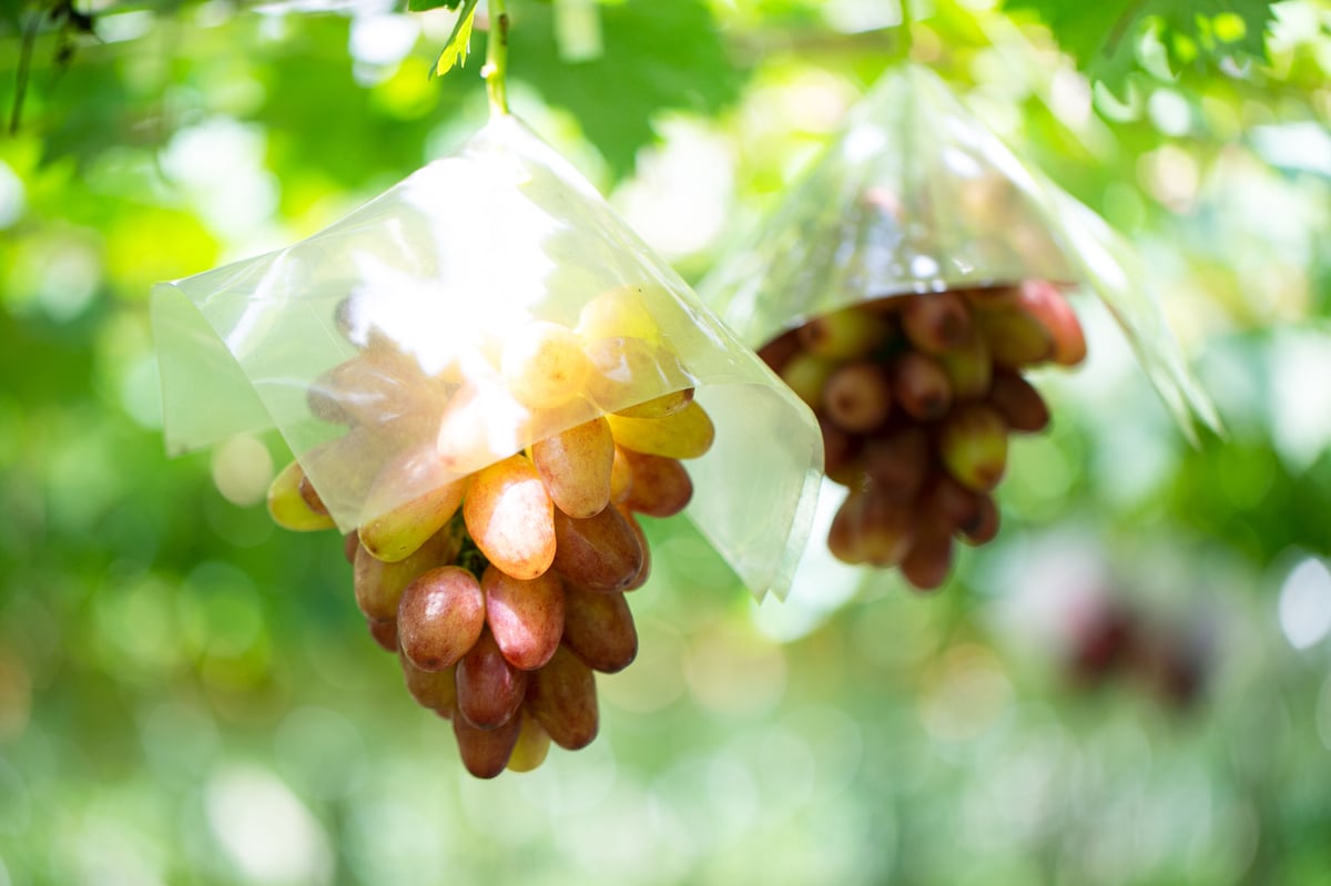 シャインマスカットと季節のぶどう詰合せ 3㎏（4～5房） | aruga berry farm