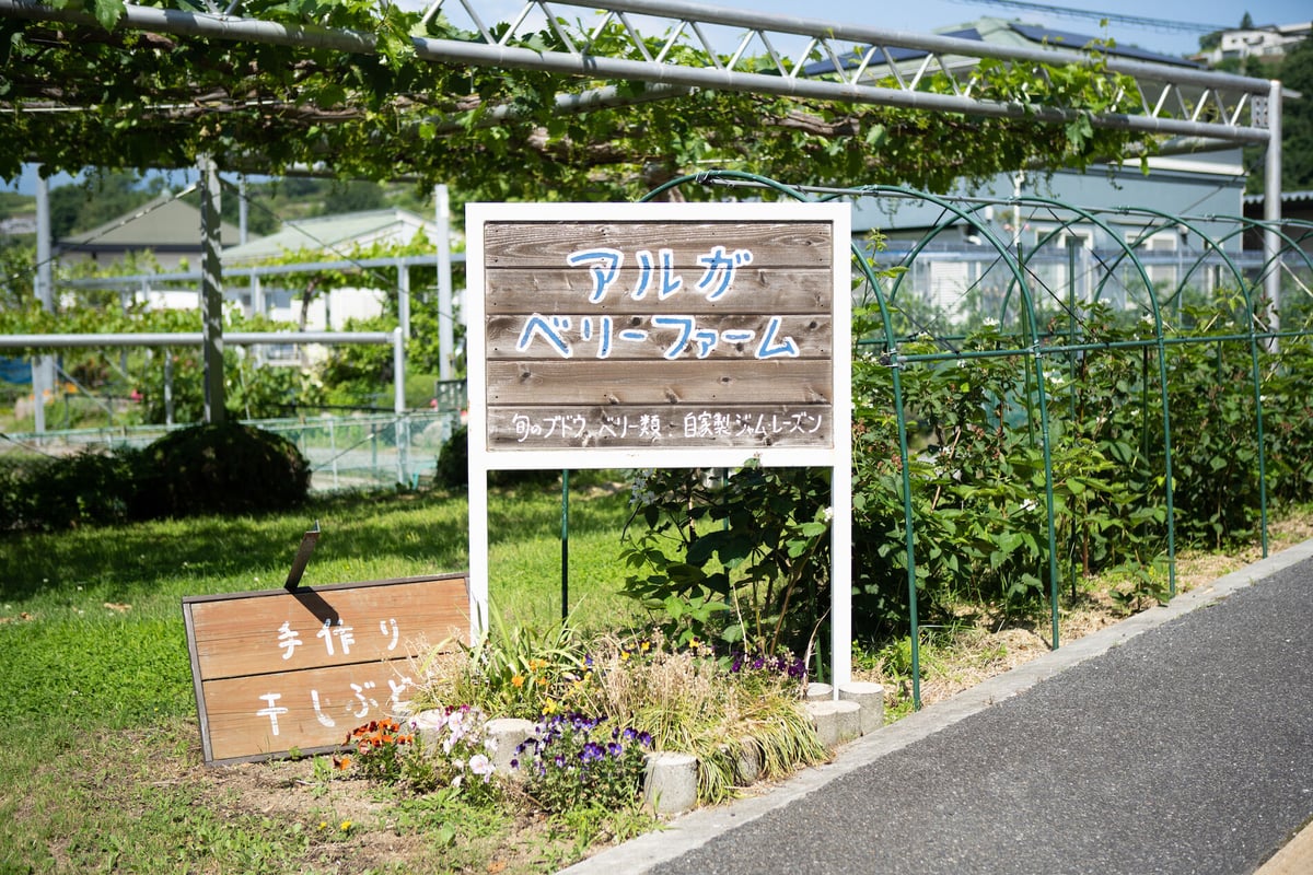 朝採れ完熟サマーブラック（種なし） 2kg(3～4房) | aruga berry farm