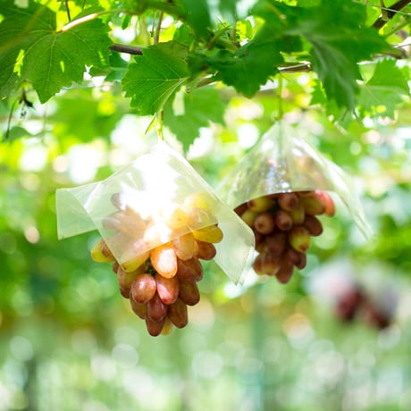 シャインマスカットと季節のぶどう詰合せ 2㎏(3～4房） | aruga berry farm