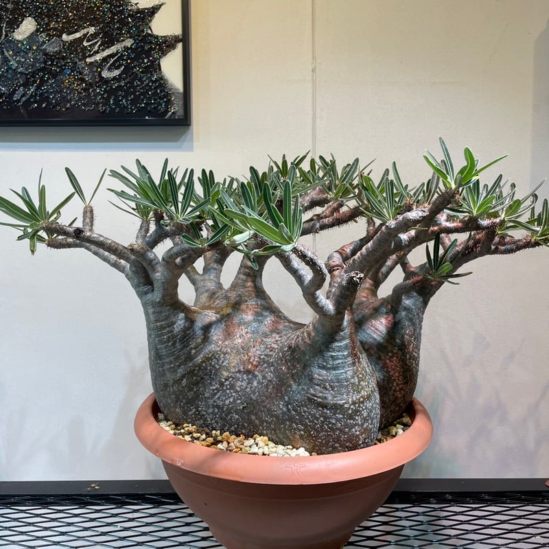 パキポディウム グラキリス 多頭特大株 | R_Plants.ONLINE パキポディウム グラキリス 多頭特大株 | R_Plants.ONLINE