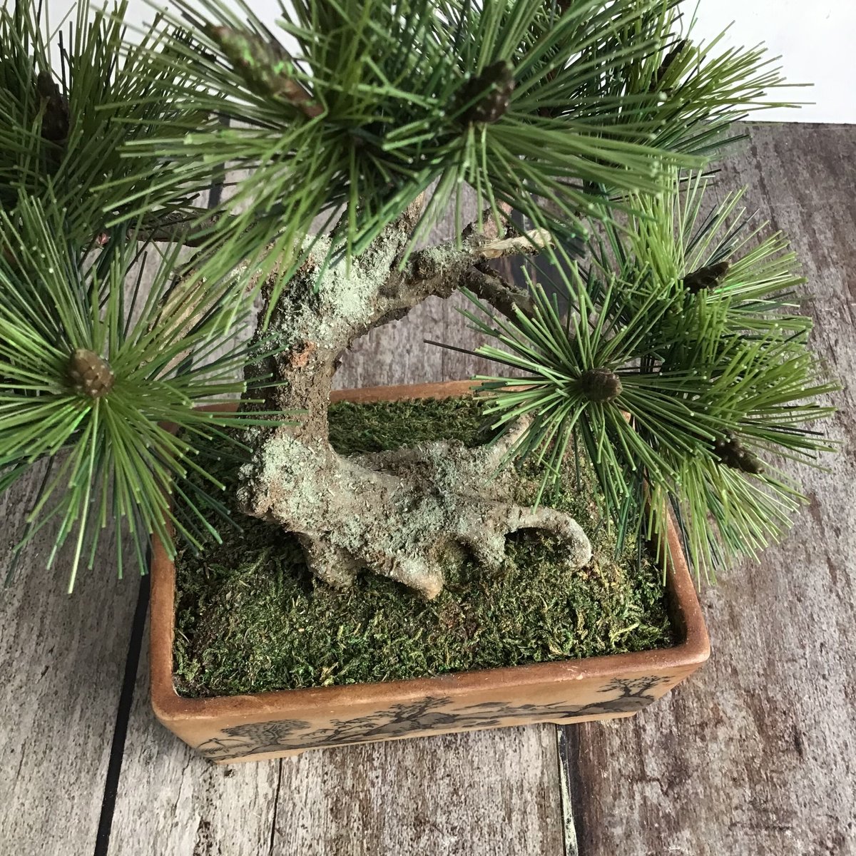 48 黒松盆栽 模様木 鉢変更 | クラフト盆栽美術館 Artcraft Bonsai 48 黒松盆栽 模様木 鉢変更 | クラフト盆栽美術館 Artcraft Bonsai