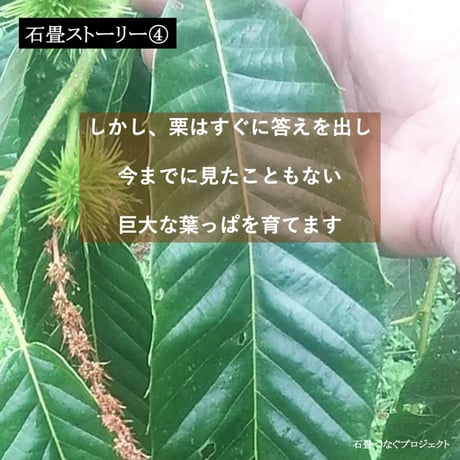 【数量限定(2025年)】完熟石畳栗 3Lサイズの焼き栗 700g[冷蔵発送] | 石畳つなぐ...