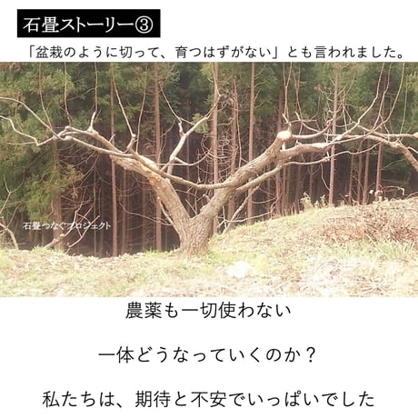 【数量限定(2025年)】完熟石畳栗 3Lサイズの焼き栗 700g[冷蔵発送] | 石畳つなぐ...