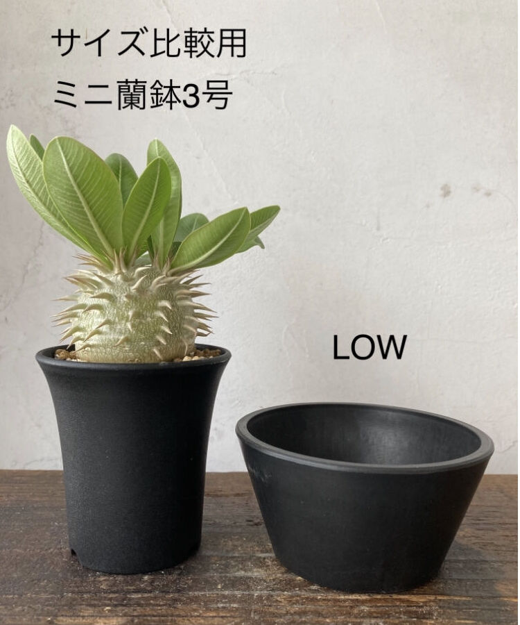 marvista LOW 1鉢 | 奇妙な植物園 marvista LOW 1鉢 | 奇妙な植物園