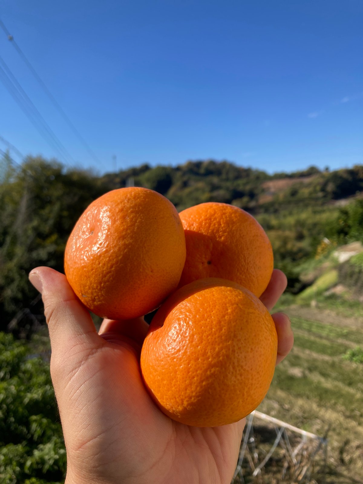 大玉！ゆら早生みかん 2L〜3L混合 10kg | 和田果樹園