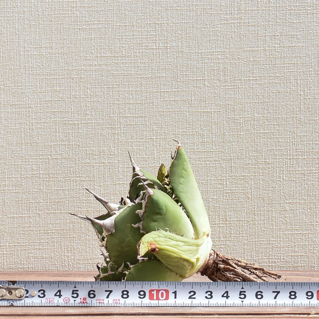 アガベ チタノタ 小島白刺 【台湾 dragon agave産/抜き苗/中株 アガベ チタノタ 小島白刺 【台湾 dragon agave産/抜き苗/中株