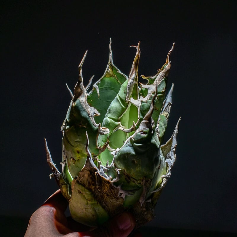 アガベ オアハカ (アガベ チタノタ オアハカ Agave titanota アガベ オアハカ (アガベ チタノタ オアハカ Agave titanota