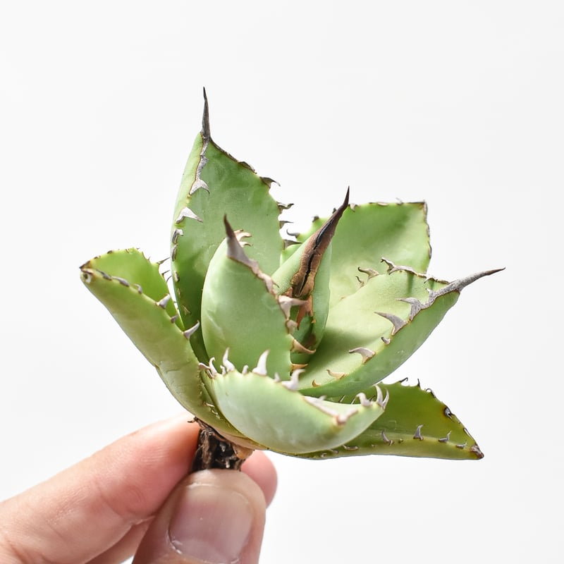 アガベ Dennis hybrid 甲妖x鬼爪(isthmnensis x utahensis アガベ Dennis hybrid 甲妖x鬼爪(isthmnensis x utahensis