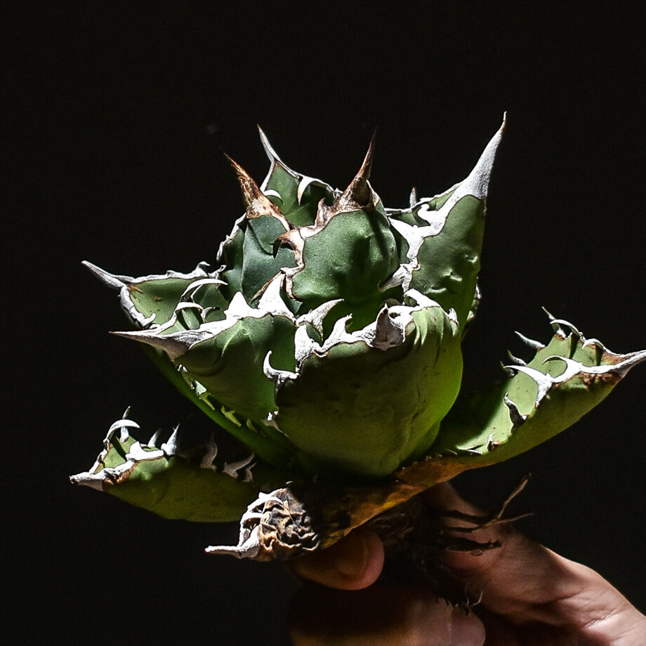 現品◇アガベ チタノタ 白豪刺(白毫刺)・ベアルート苗◇Agave 現品◇アガベ チタノタ 白豪刺(白毫刺)・ベアルート苗◇Agave