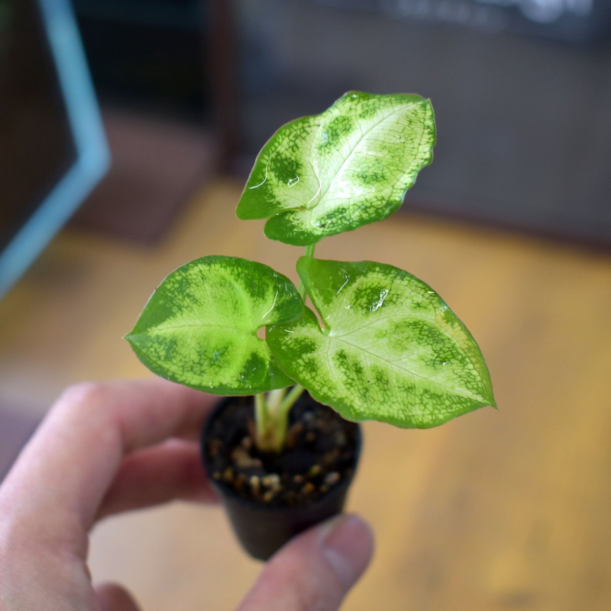 観葉植物】シンゴニウム 観葉植物】シンゴニウム