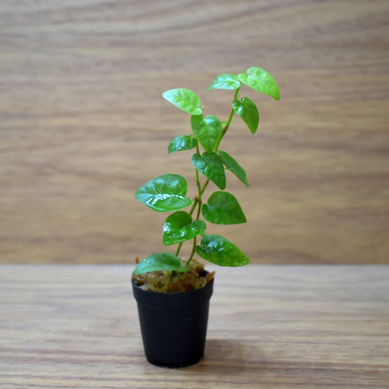 つる性植物】Ficus pumila|フィカス プミラ|3.5cmポット つる性植物】Ficus pumila|フィカス プミラ|3.5cmポット