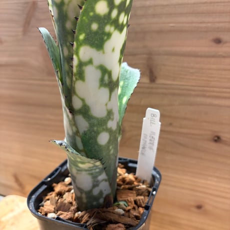 ビルベルギア 'メリーモナーク' | GREEN LUCK