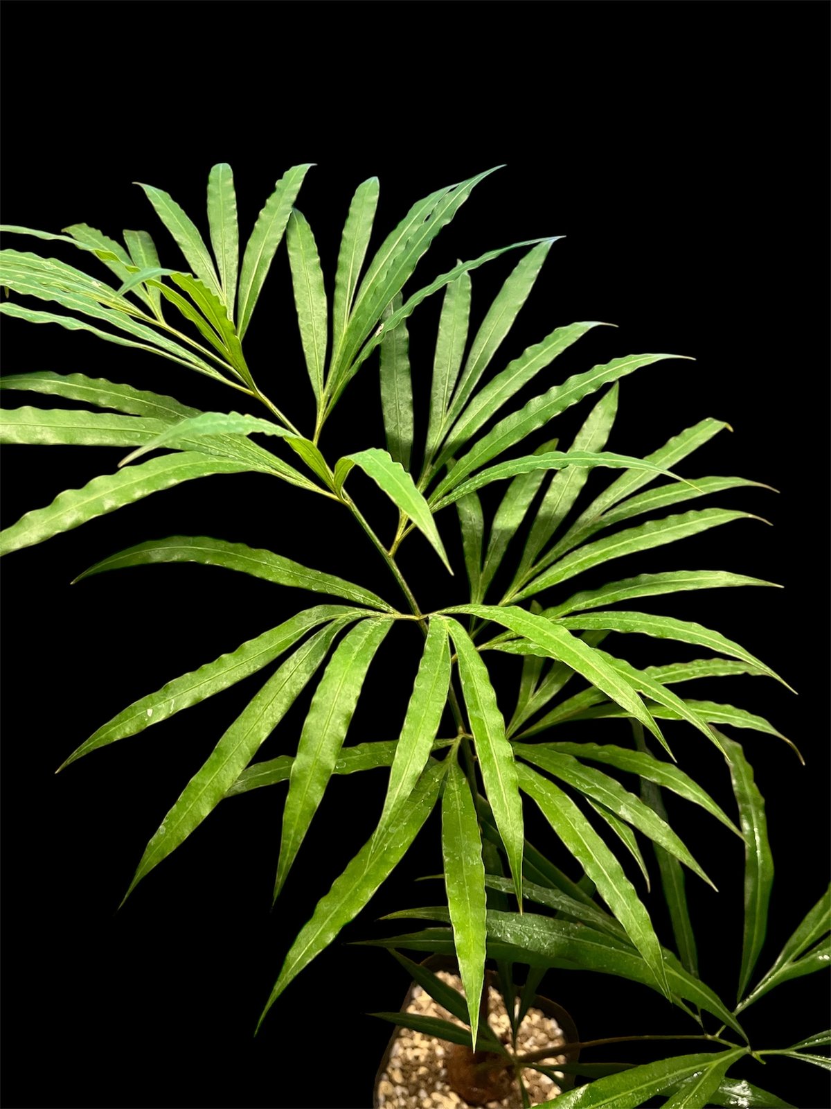 サイカス デバオエンシス | GREEN LUCK