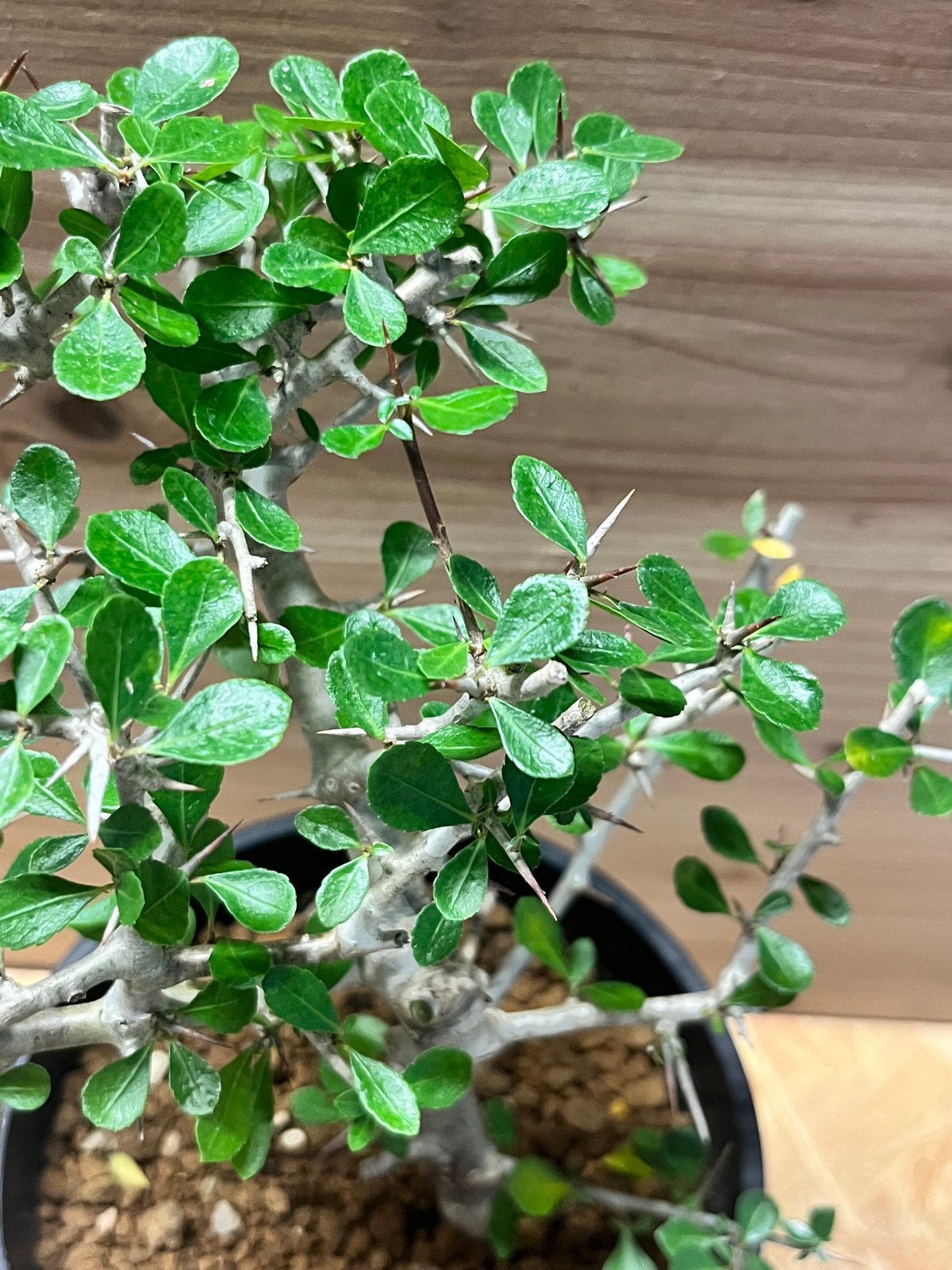 コミフォラ シンプリキフォリア | GREEN LUCK