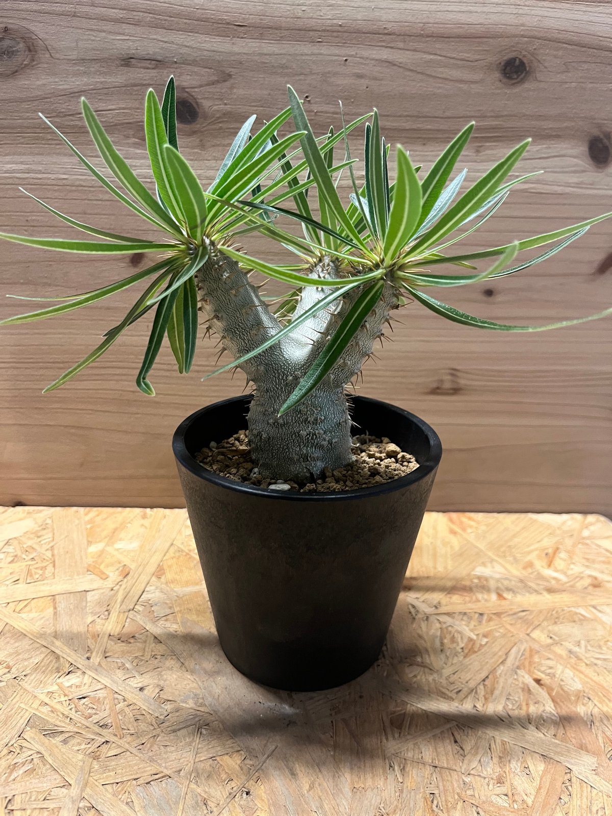 パキポディウム グラキリス | GREEN LUCK