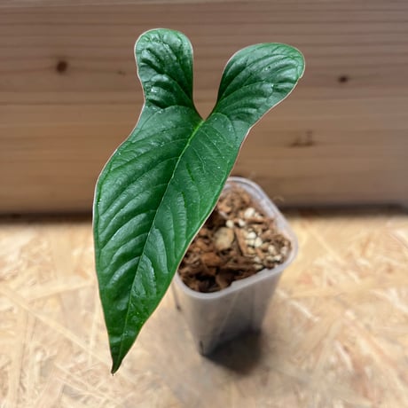 CATEGORY 観葉植物 | GREEN LUCK CATEGORY 観葉植物 | GREEN LUCK