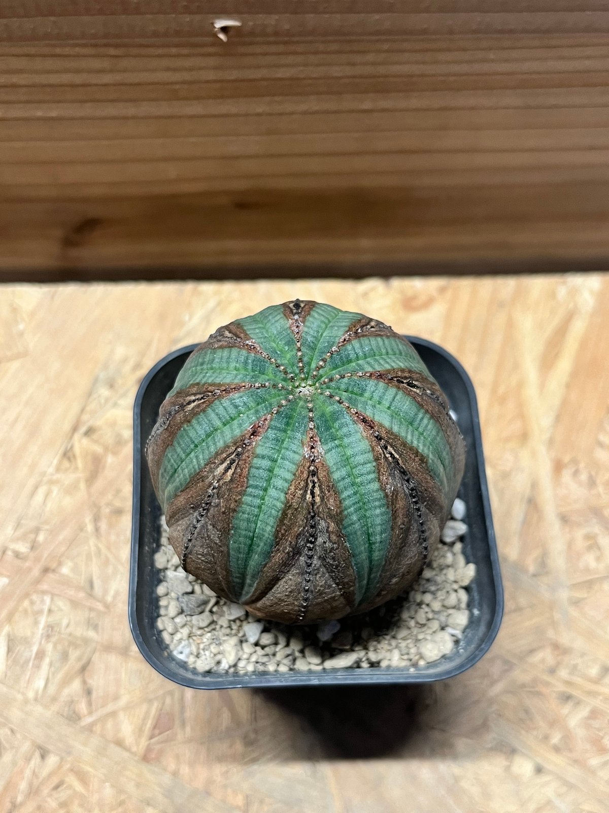 ユーフォルビア オールドオベサ | GREEN LUCK