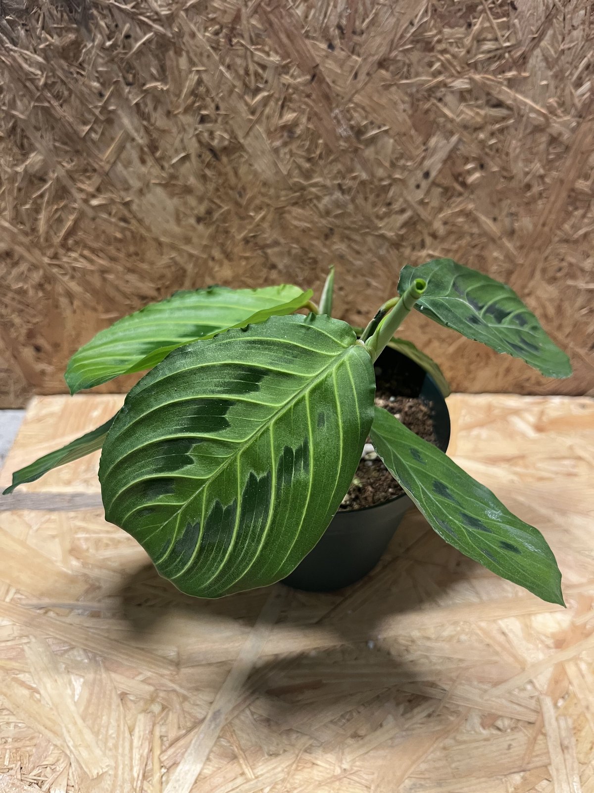 マランタ レウコネウラ レモンライム | GREEN LUCK