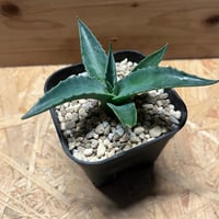 アガベ ユタエンシス エボリスピナ 陽炎 未発根 | GREEN LUCK アガベ ユタエンシス エボリスピナ 陽炎 未発根 | GREEN LUCK