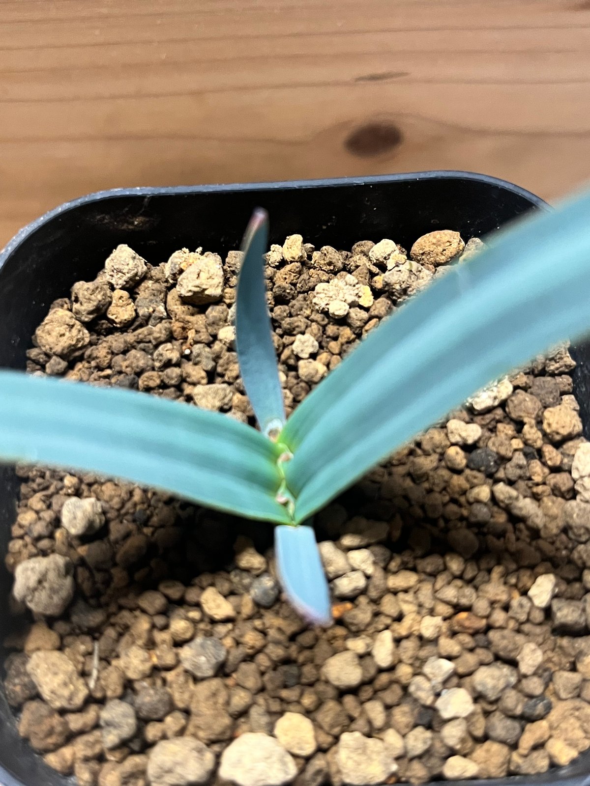 ウェルウィッチア ミラビリス 奇想天外 | GREEN LUCK