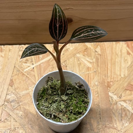 CATEGORY 観葉植物 | GREEN LUCK CATEGORY 観葉植物 | GREEN LUCK