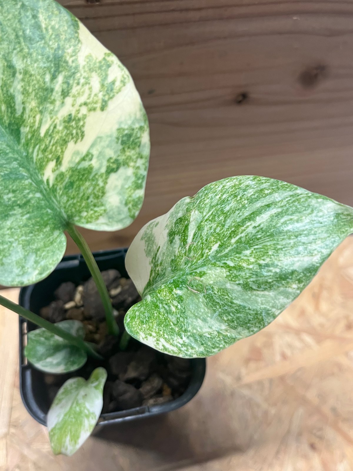 モンステラ デリシオーサ 'レガシー' | GREEN LUCK