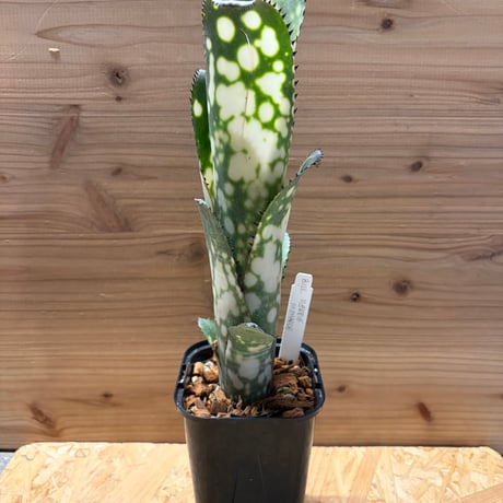 ビルベルギア 'メリーモナーク' | GREEN LUCK