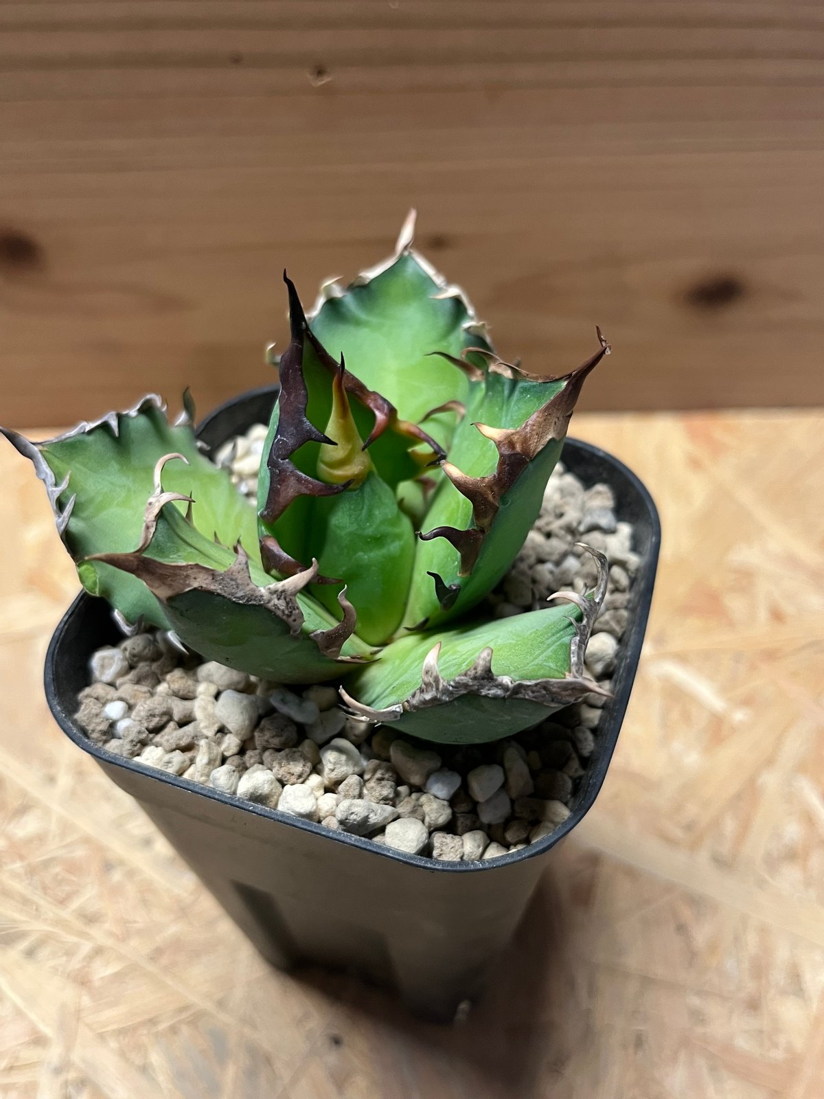 アガベ チタノタ レッドキャットウィーズル | GREEN LUCK