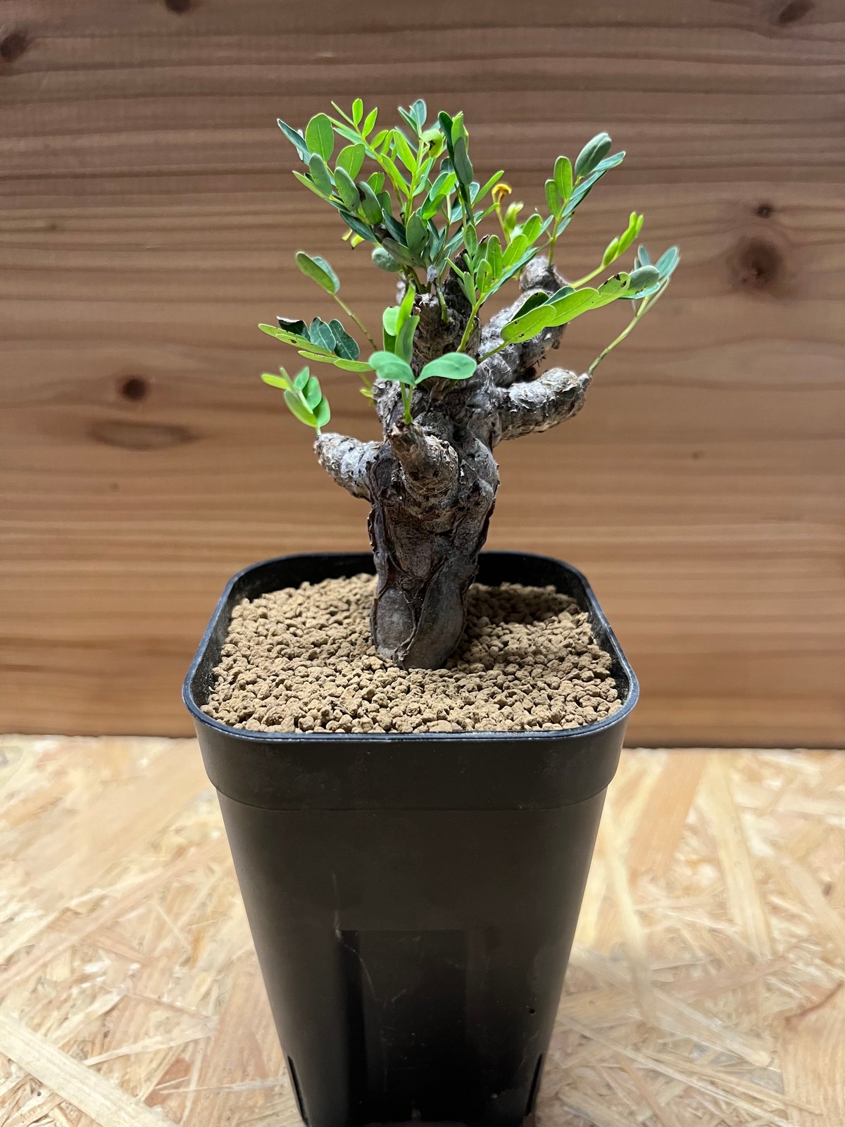 センナ メリディオナリス | GREEN LUCK