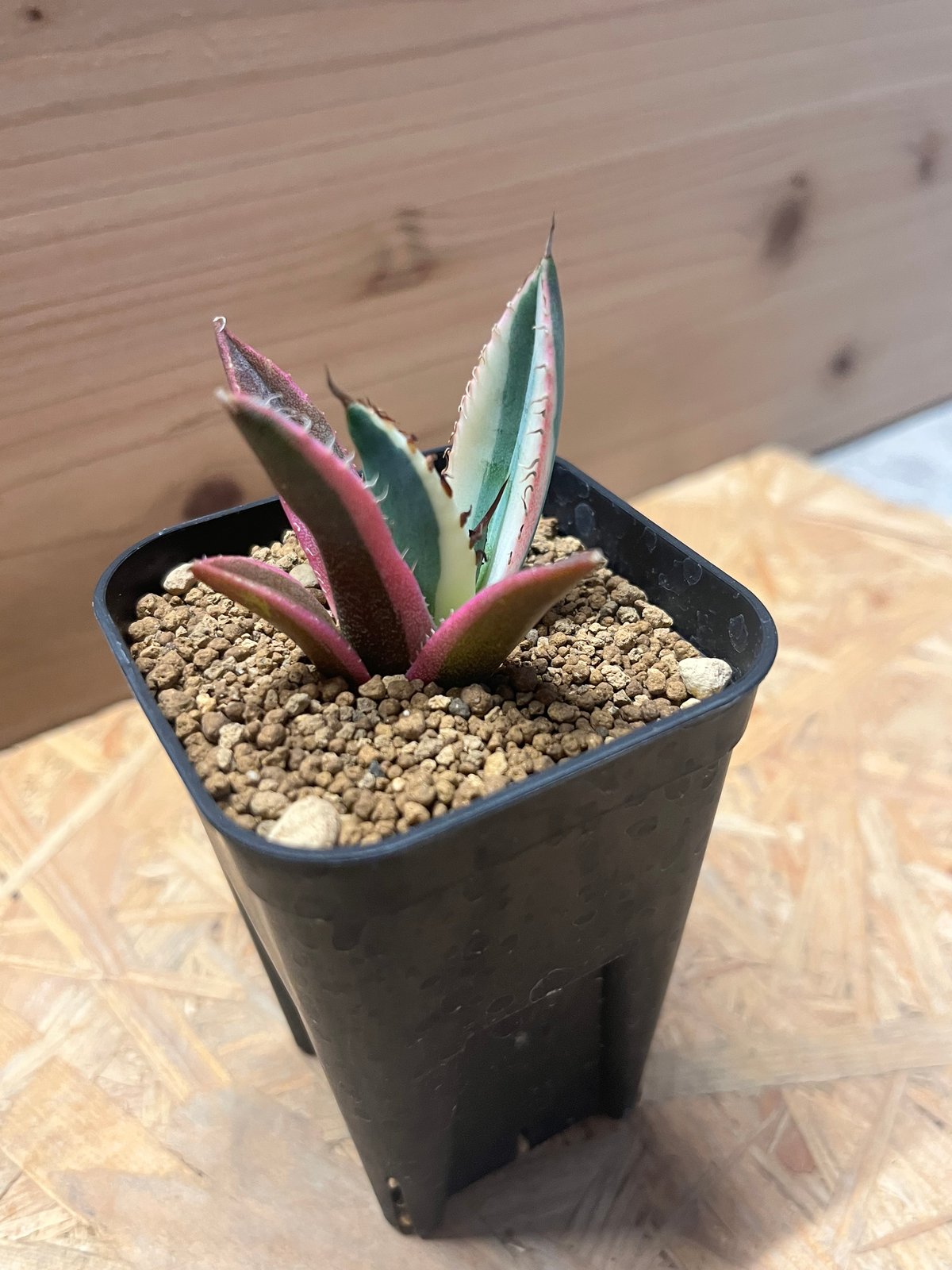 アガベ チタノタ スナグルトゥース | GREEN LUCK