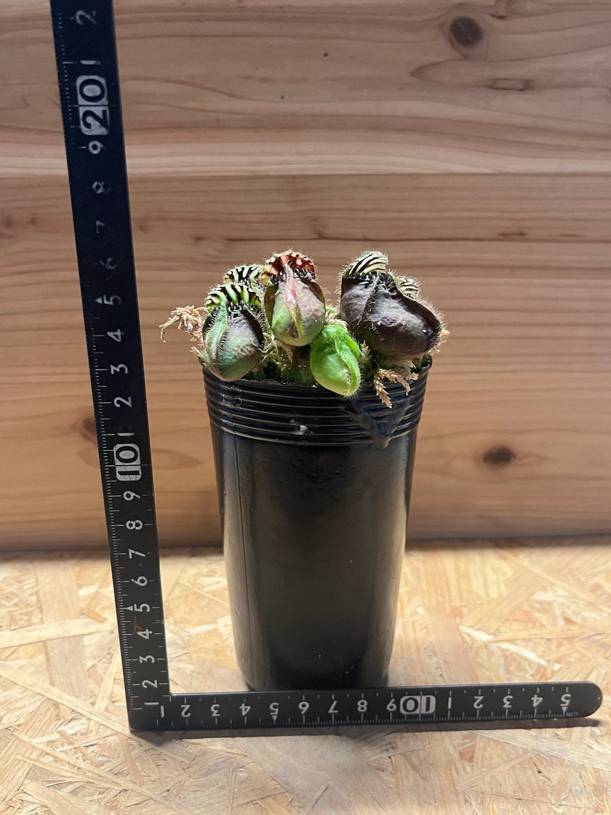 セファロタス フォリキュラリス | GREEN LUCK