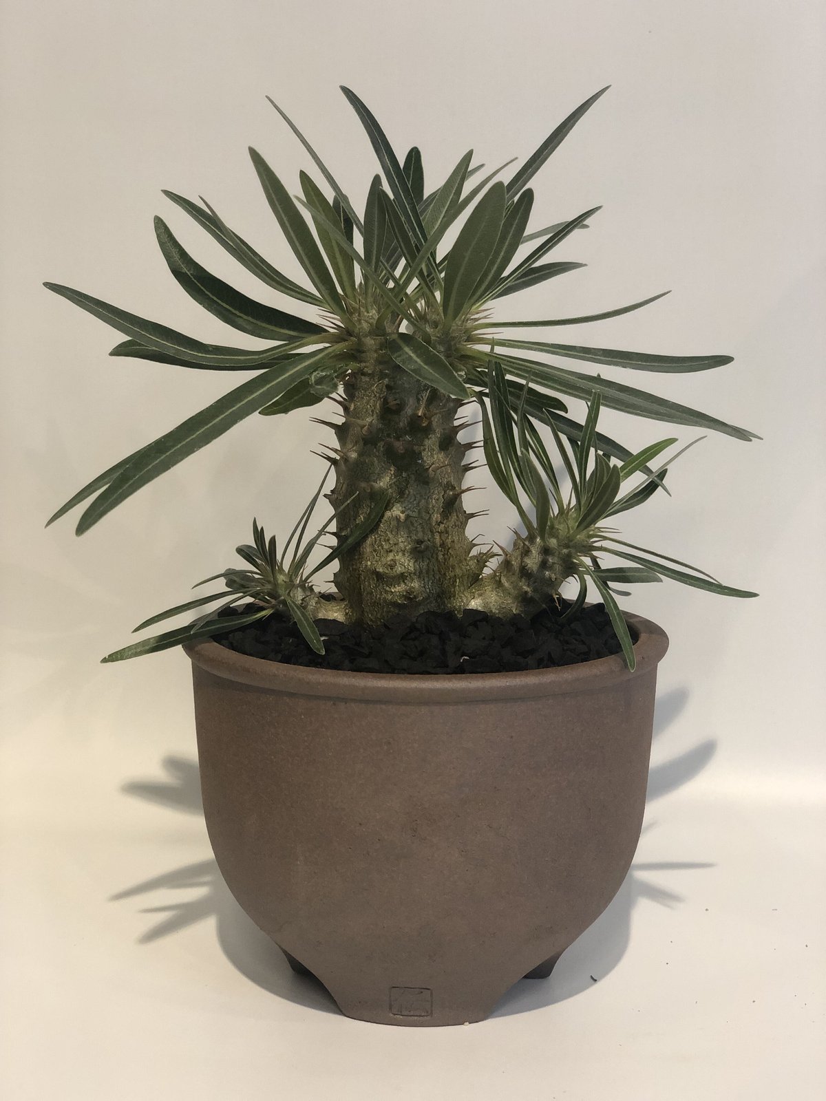 パキポディウム レアリー 実生 コーデックス 塊根植物 可愛 パキポディウム レアリー 実生 コーデックス 塊根植物 可愛