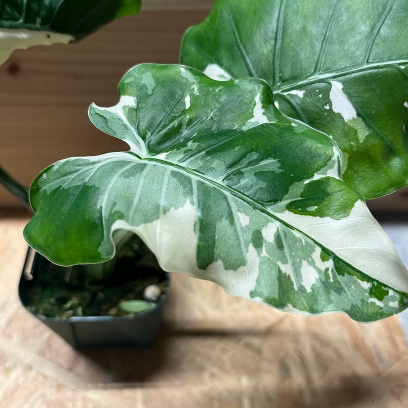 斑入りクワズイモ アロカシア オドラ オキナワシルバー | GREEN LUCK 斑入りクワズイモ アロカシア オドラ オキナワシルバー | GREEN LUCK