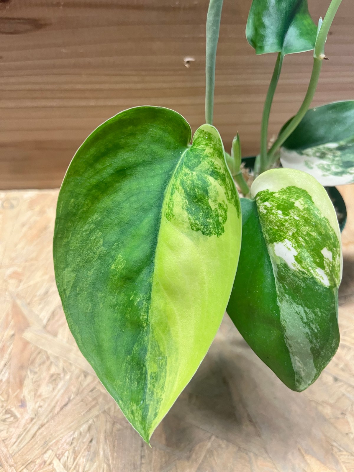 スキンダプサス ジェイドサテン バリエガータ | GREEN LUCK