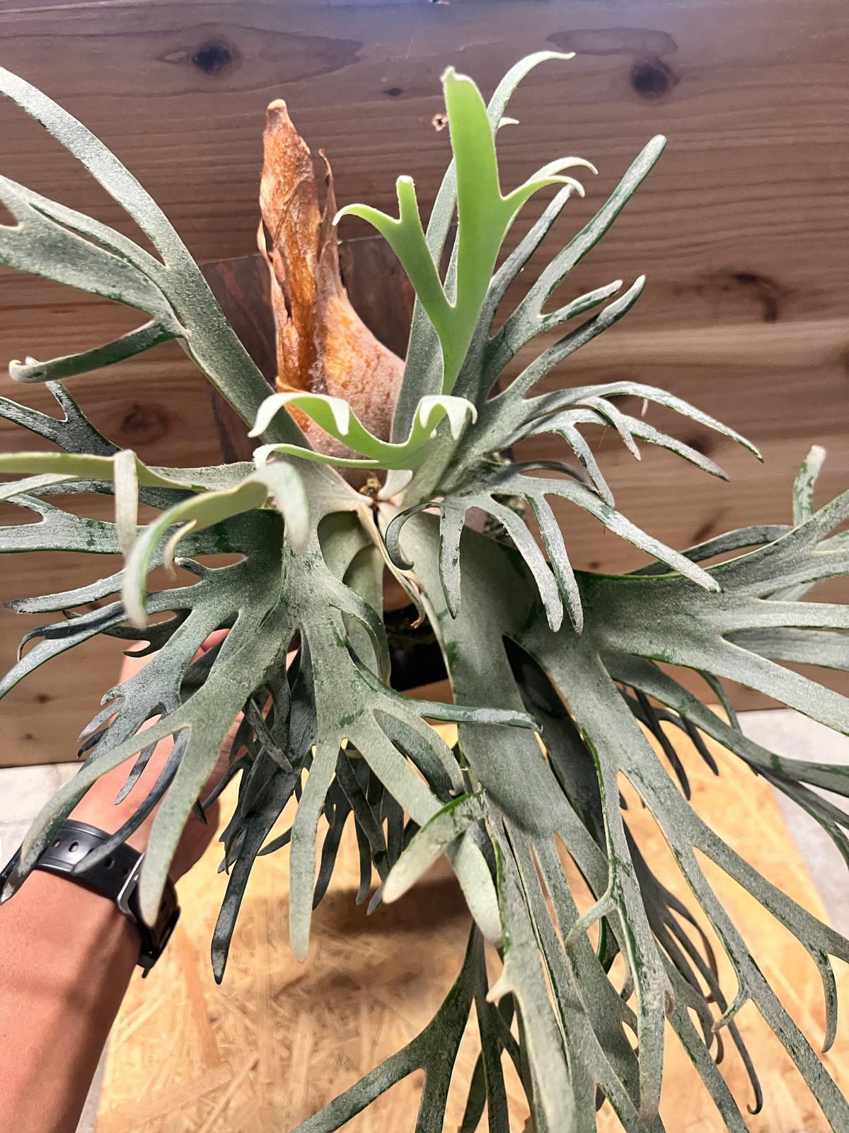 ビカクシダ ジェイドガール スポア | GREEN LUCK