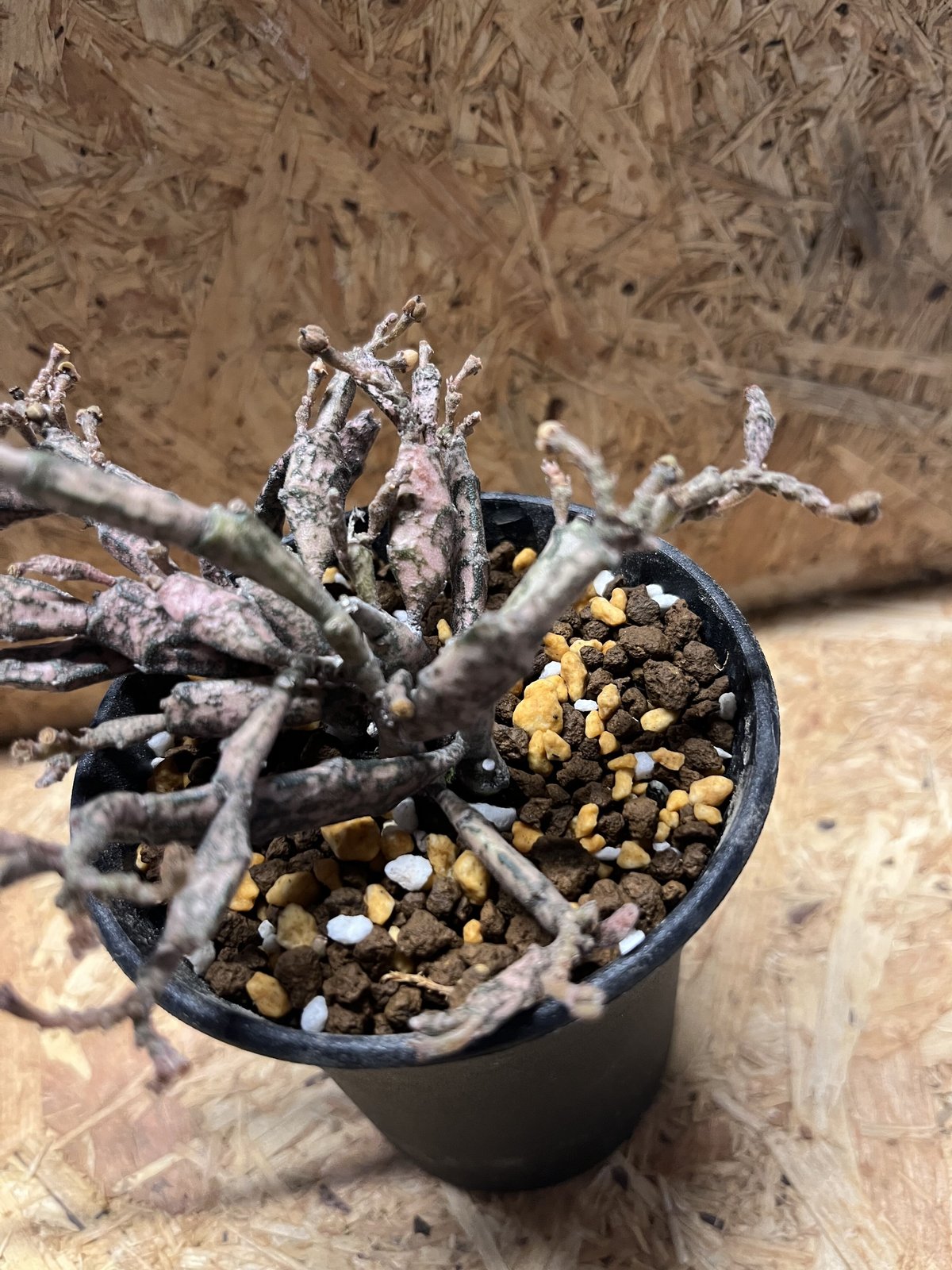 ユーフォルビア プラティクラダ | GREEN LUCK