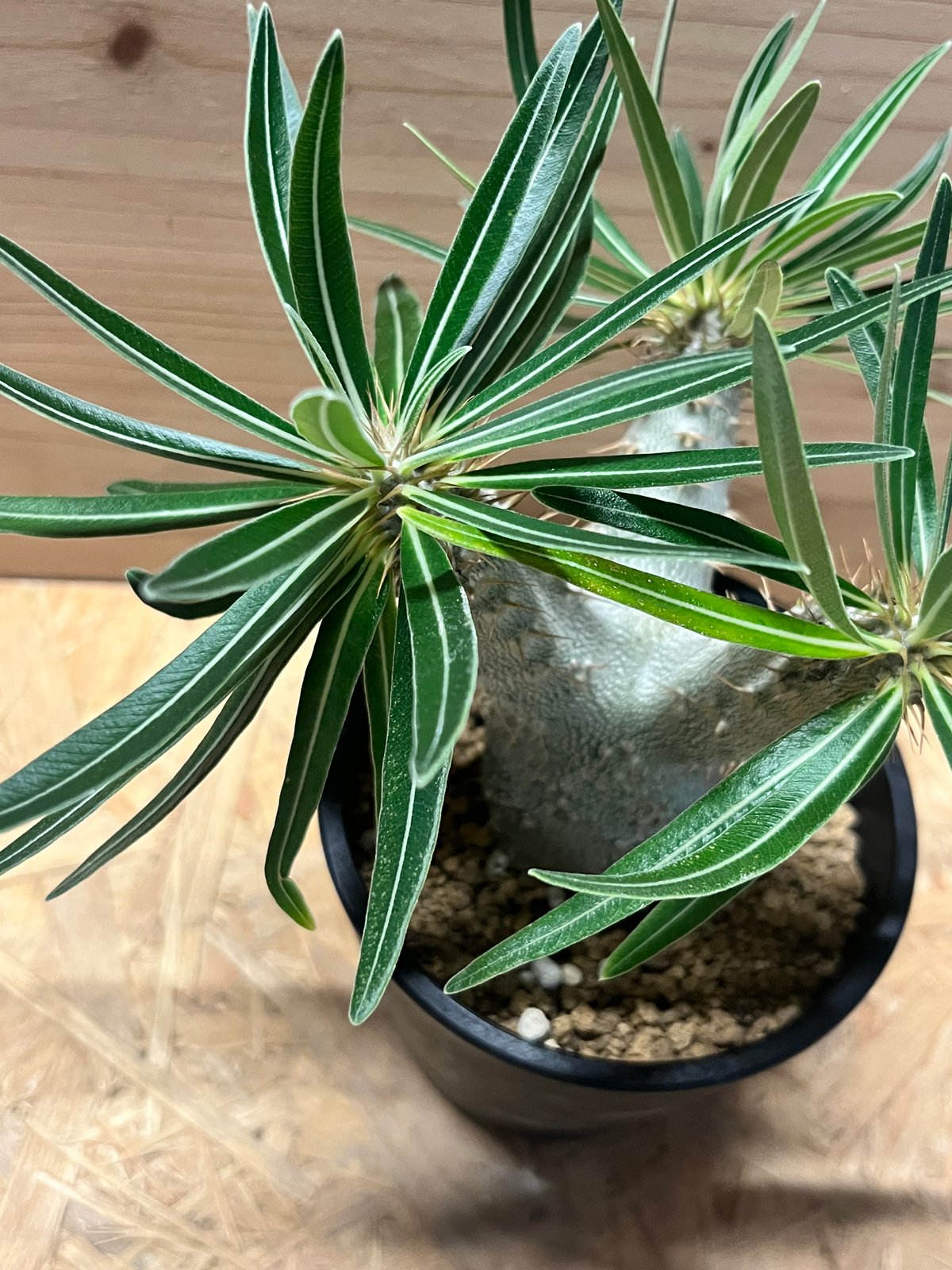 パキポディウム グラキリス | GREEN LUCK