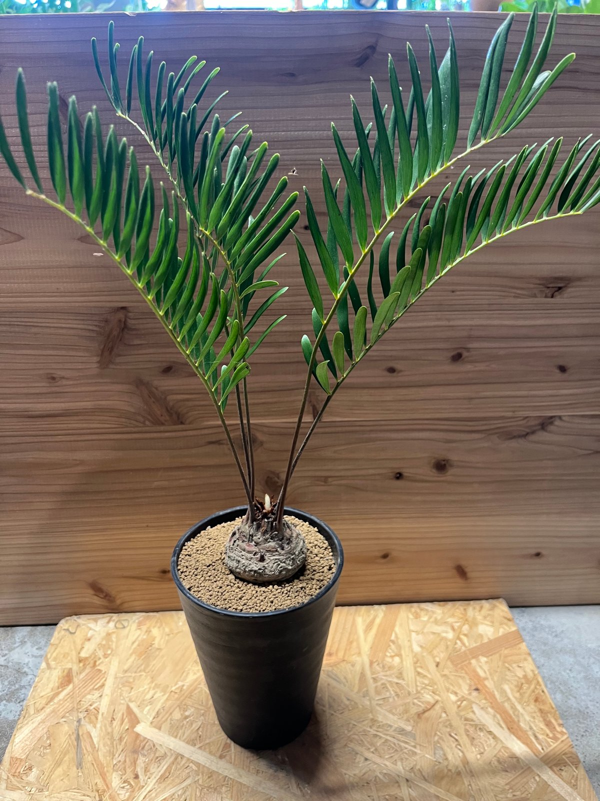 ザミア フロリダーナ | GREEN LUCK