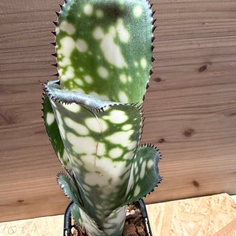 ビルベルギア 'メリーモナーク' | GREEN LUCK