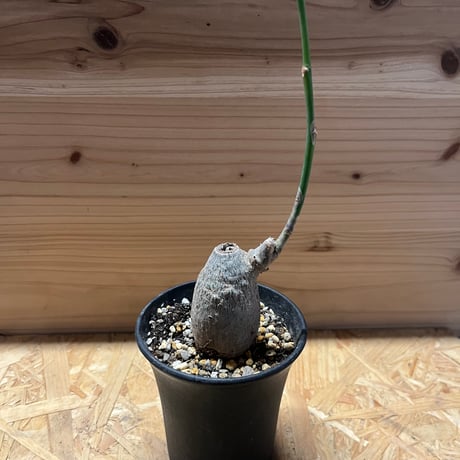 CATEGORY 観葉植物 | GREEN LUCK CATEGORY 観葉植物 | GREEN LUCK