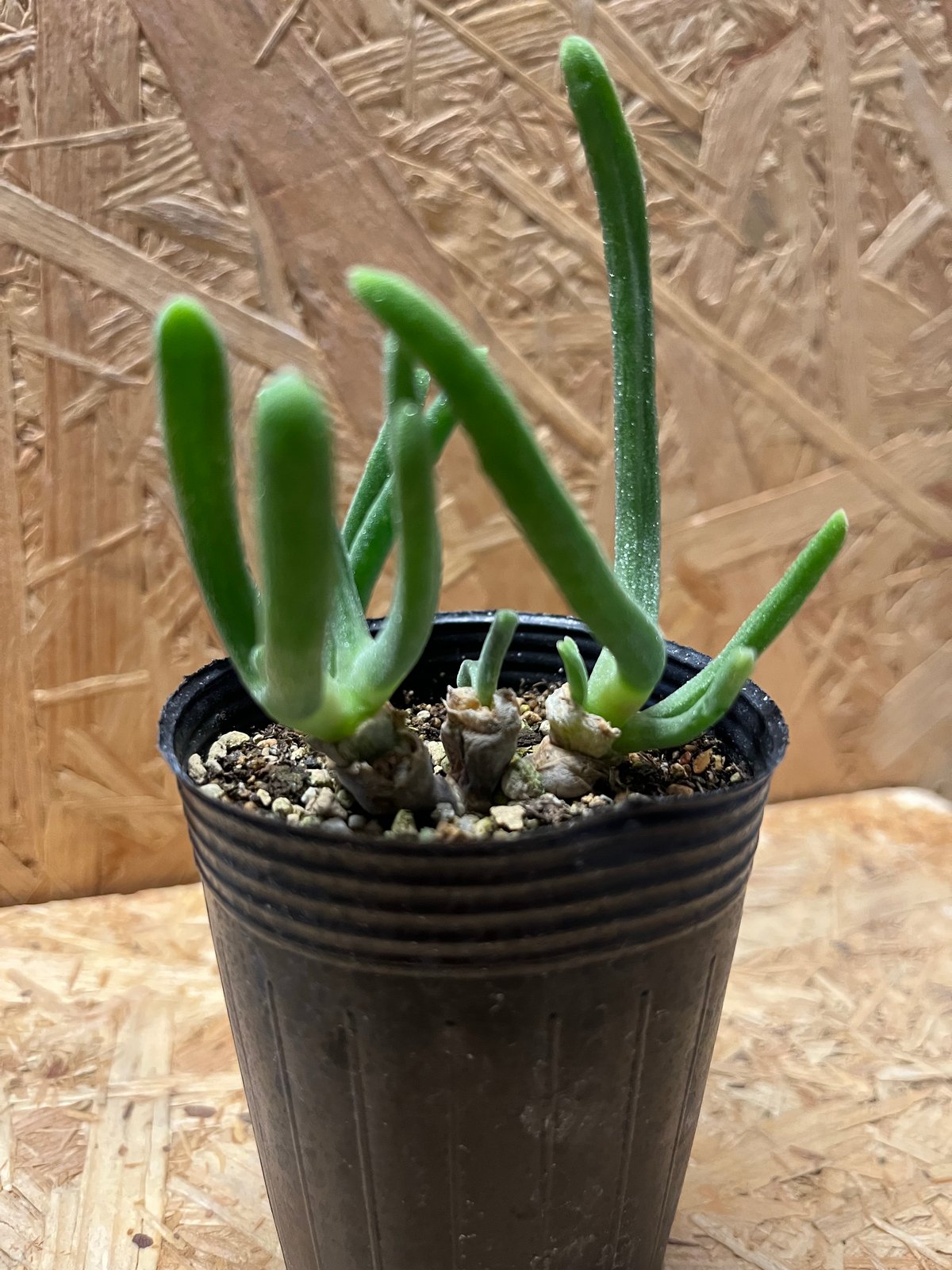 モニラリア モニリフォルミス | GREEN LUCK