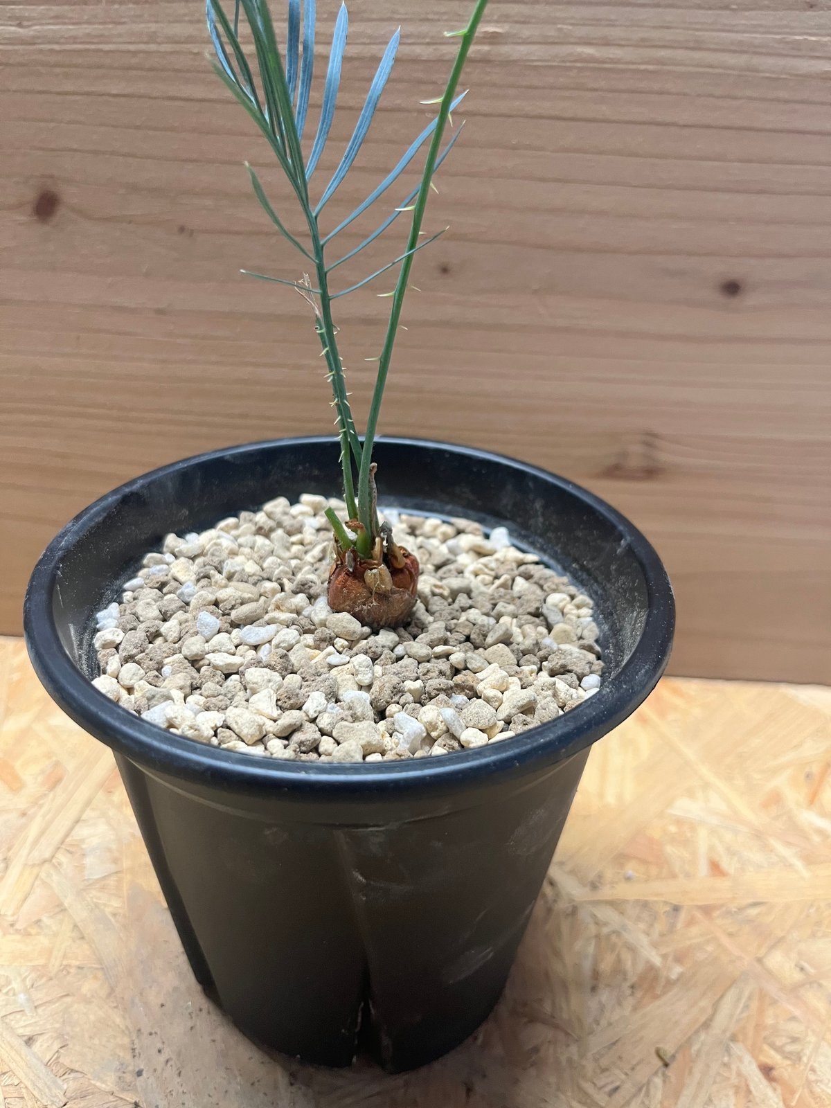 サイカス カイルンシアナ | GREEN LUCK