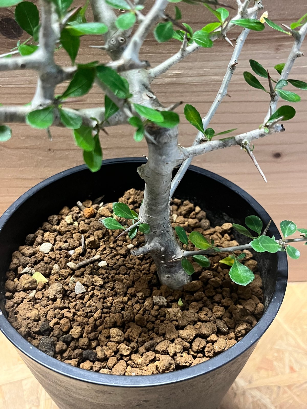 コミフォラ シンプリキフォリア | GREEN LUCK