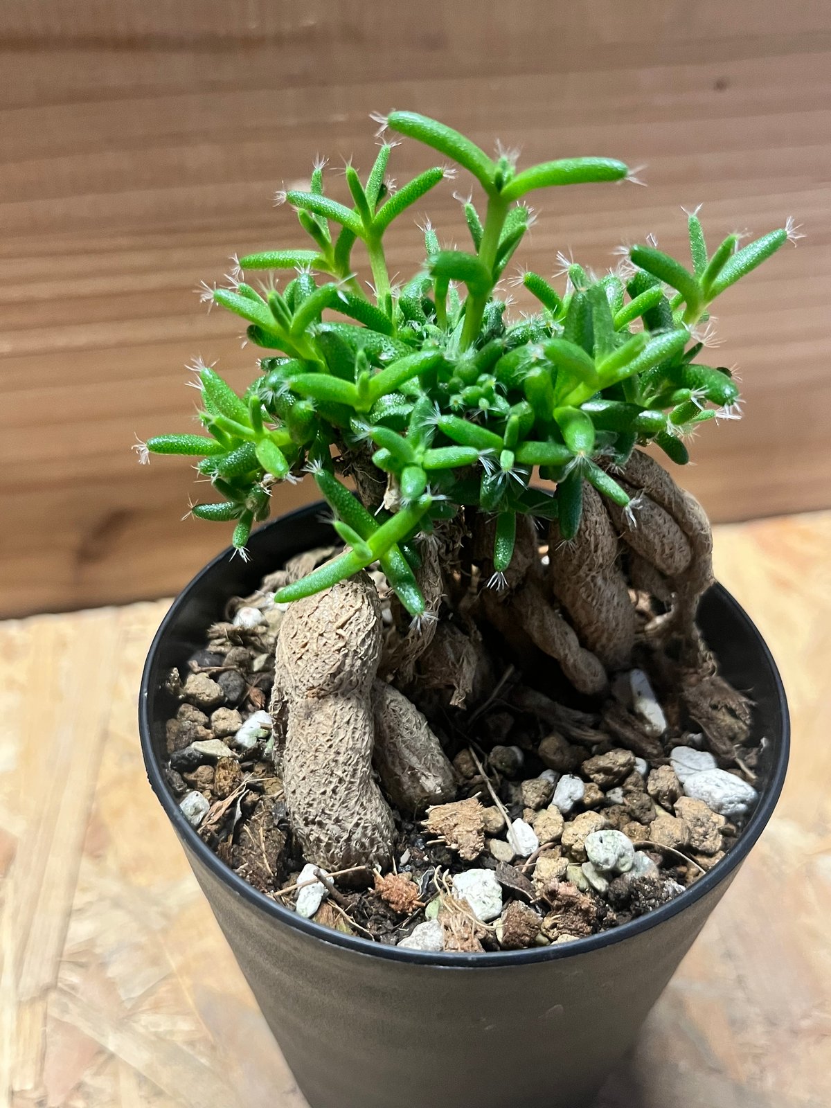 トリコディアデマ ステラツム | GREEN LUCK